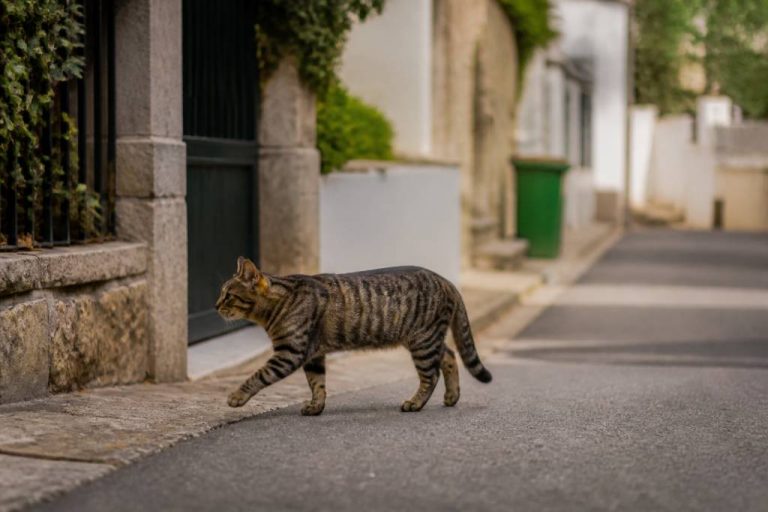 Chat qui fugue : causes, solutions et conseils pour le retrouver